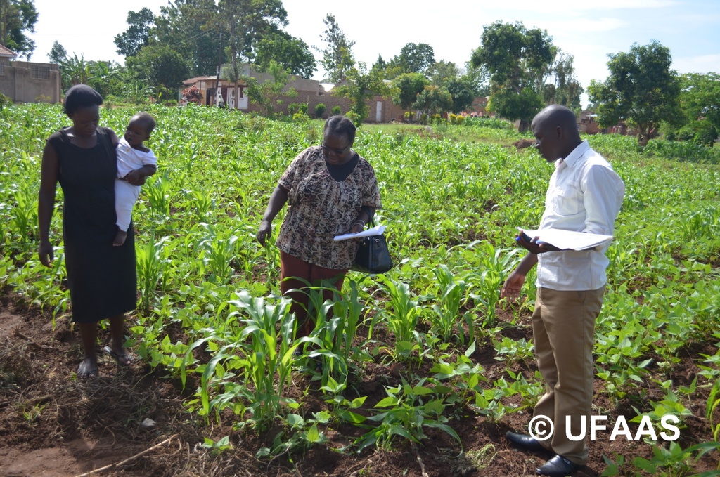 Best Practices for Fall Armyworm Management - UFAAS